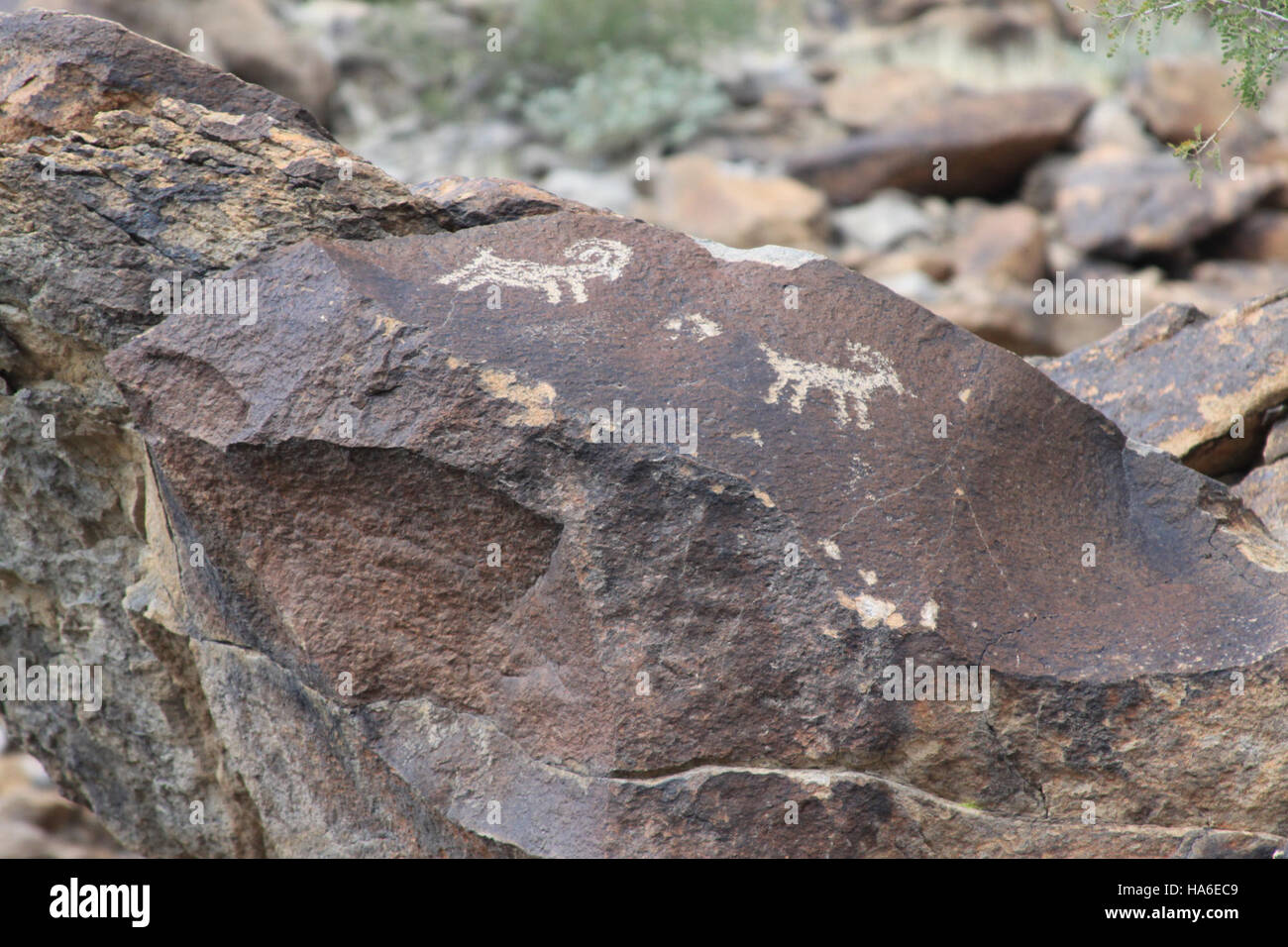 Desert rock art in Nevada, showcasing ancient petroglyphs created by ...
