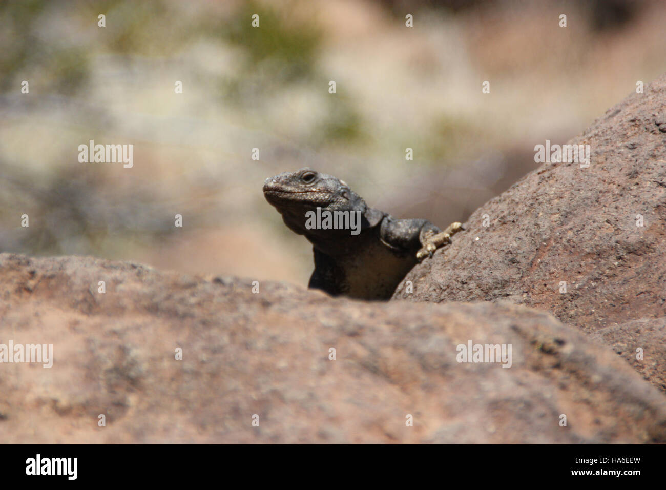 This image features a desert lizard, highlighting its adaptation to the ...