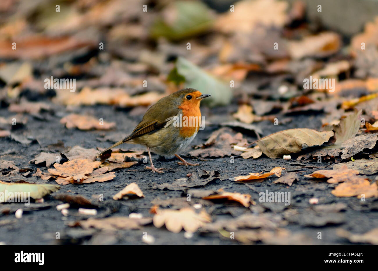 Robin among leaves hi-res stock photography and images - Alamy