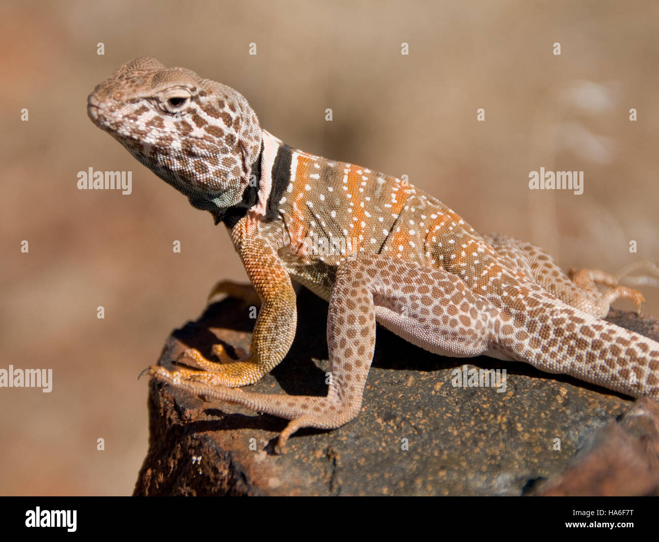 The Great Basin collared lizard, native to the western U.S., inhabits ...