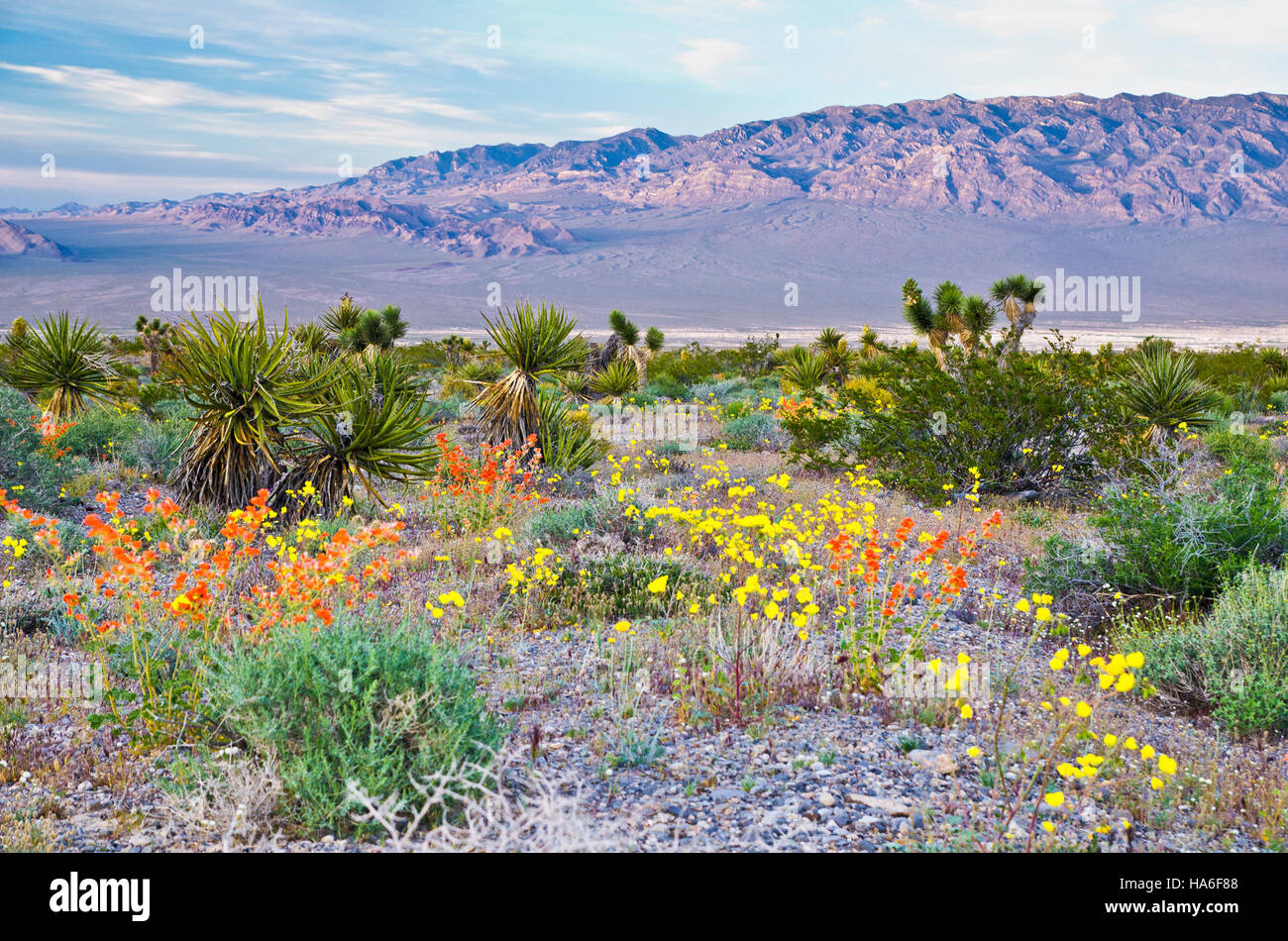 Springtime in Red Rock Canyon, Nevada, brings a burst of colorful ...