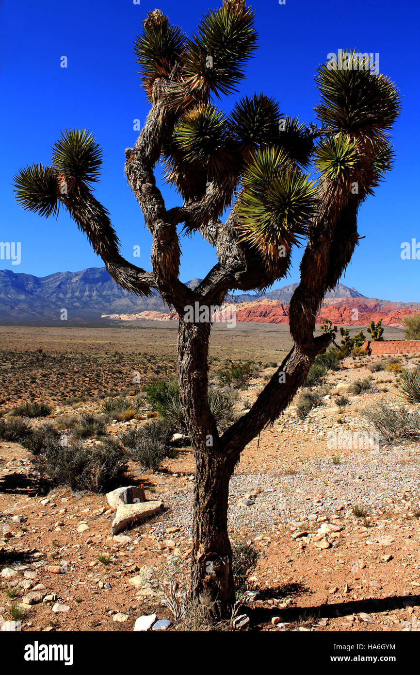 Joshua Tree National Park, located in southeastern California, is known ...
