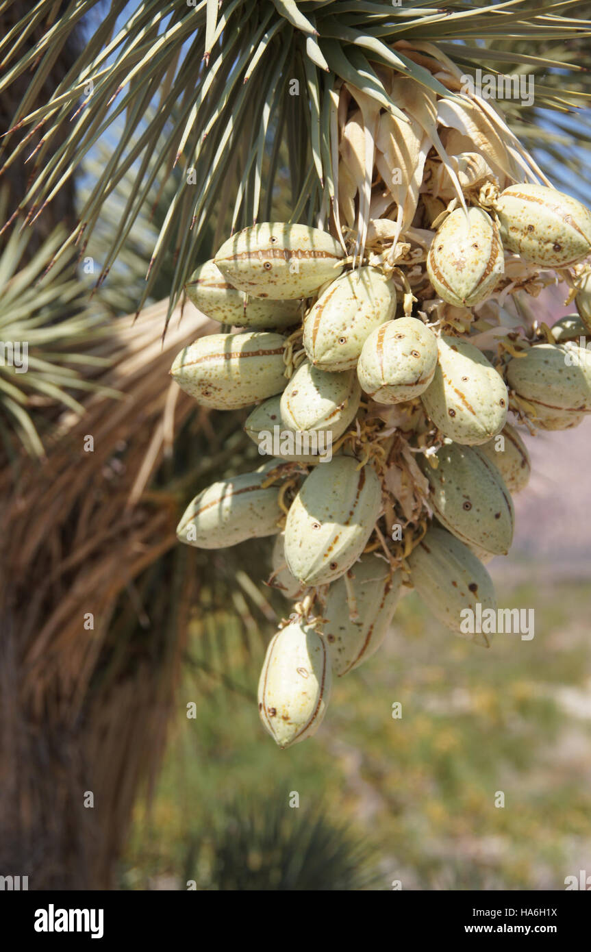 Natural seed distribution hi-res stock photography and images - Alamy