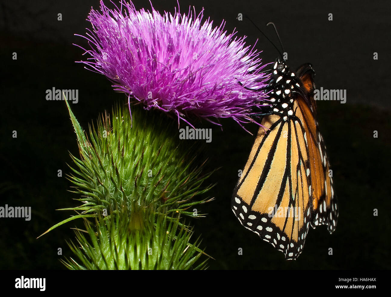 The BNL Insects project focuses on the study of insects, including ...