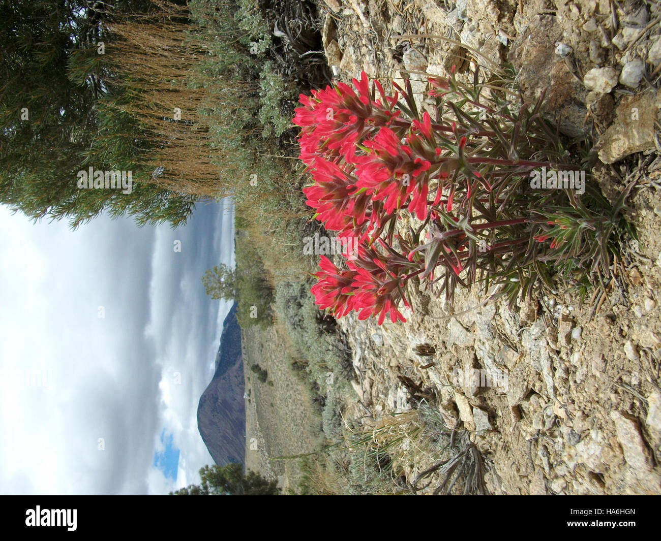 Indian Paintbrush flowers blooming near Red Mountain in Nevada ...