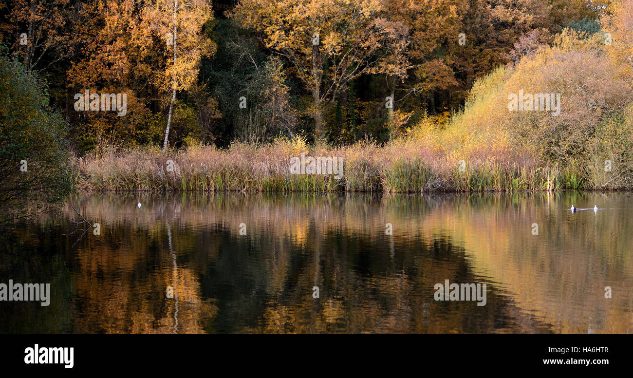 Autumn lakeside reflections Stock Photo - Alamy