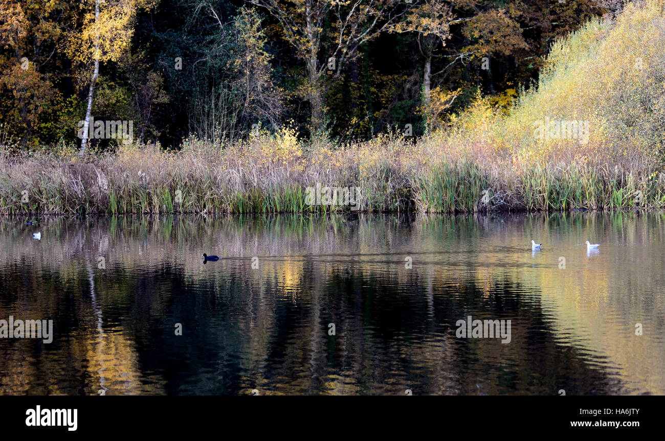Autumn lakeside reflections Stock Photo - Alamy