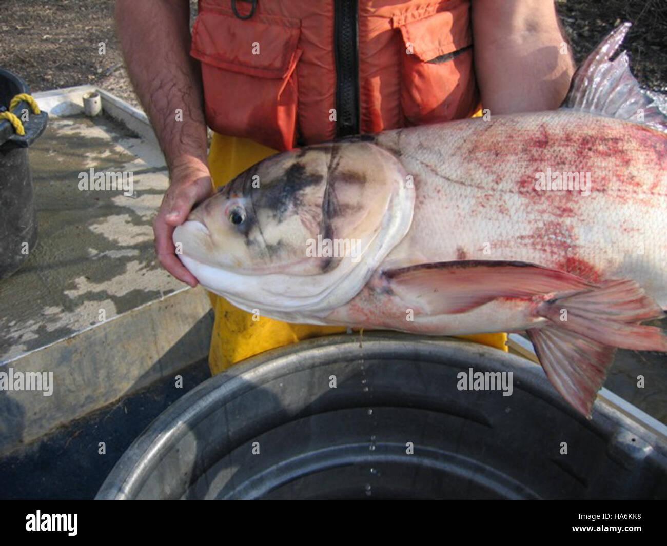 Mississippi river carp fish hi-res stock photography and images - Alamy