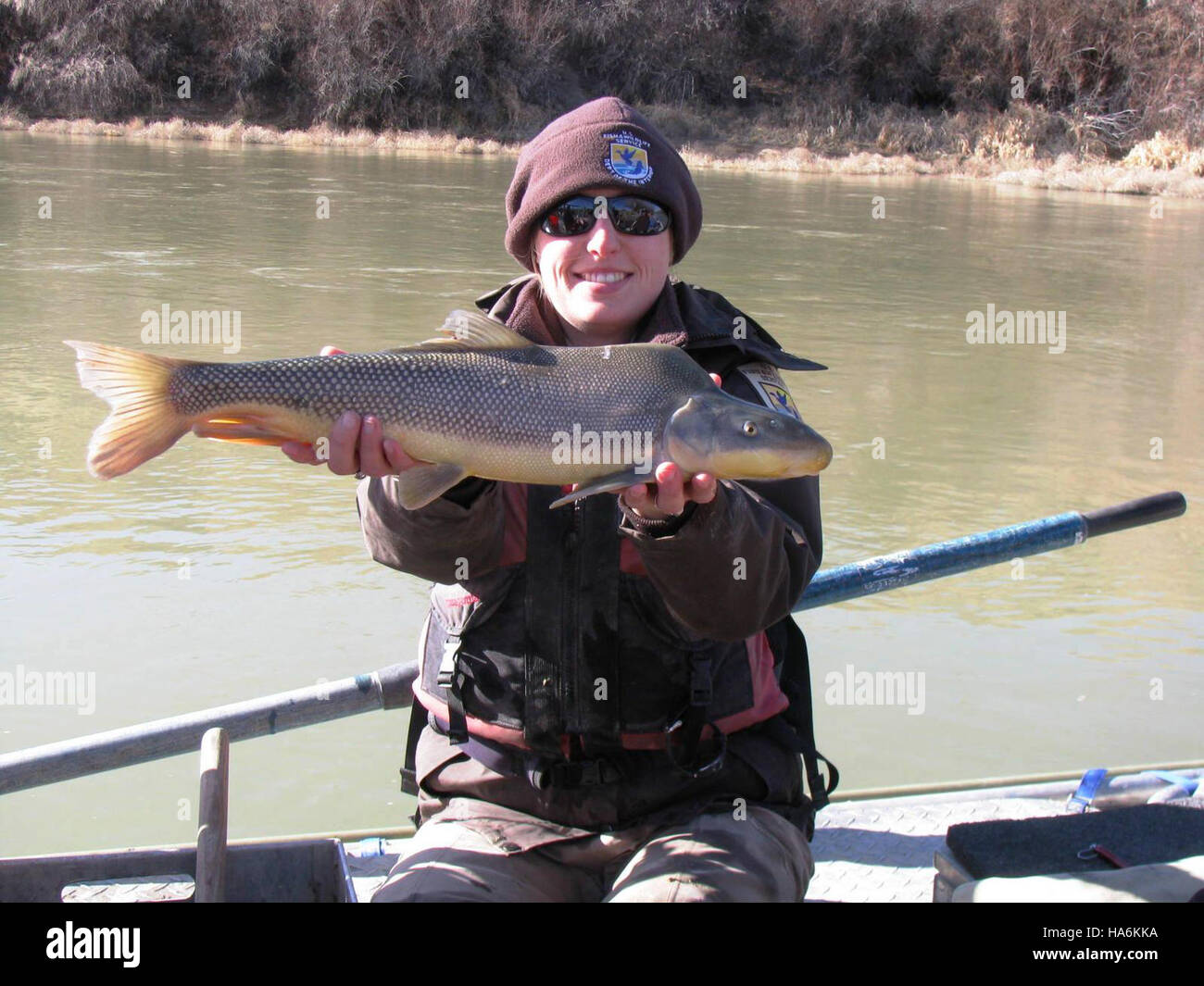 A U.S. Fish and Wildlife biologist examines an adult razorback sucker ...