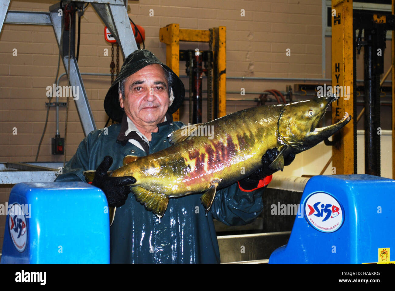 An adult chum salmon at the Quinault National Fish Hatchery in ...