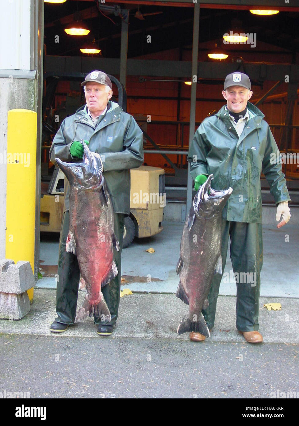 This image shows fall Chinook salmon migrating upriver at the Little ...