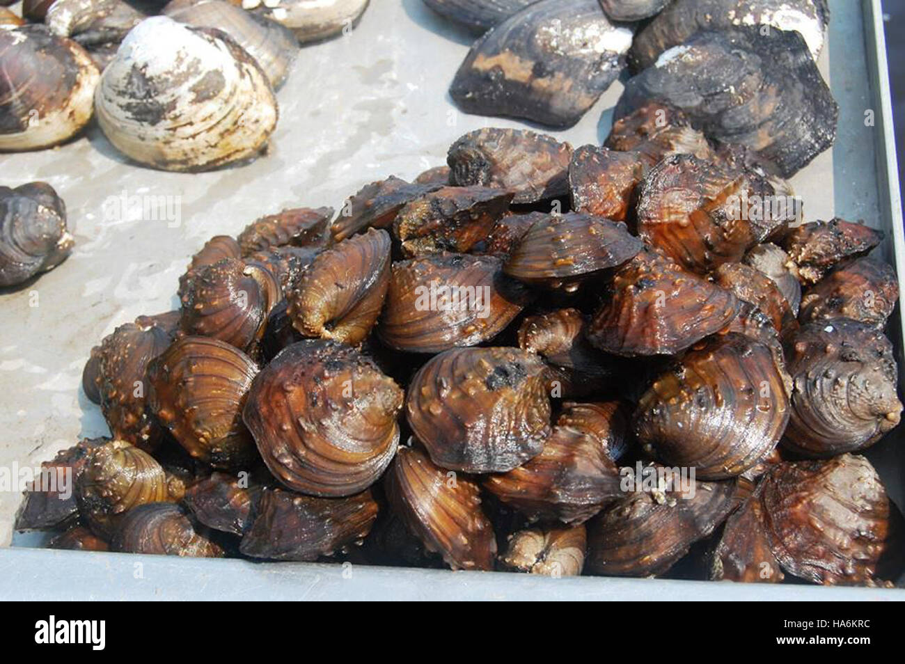 A collaborative survey by the U.S. Fish and Wildlife Service and state ...