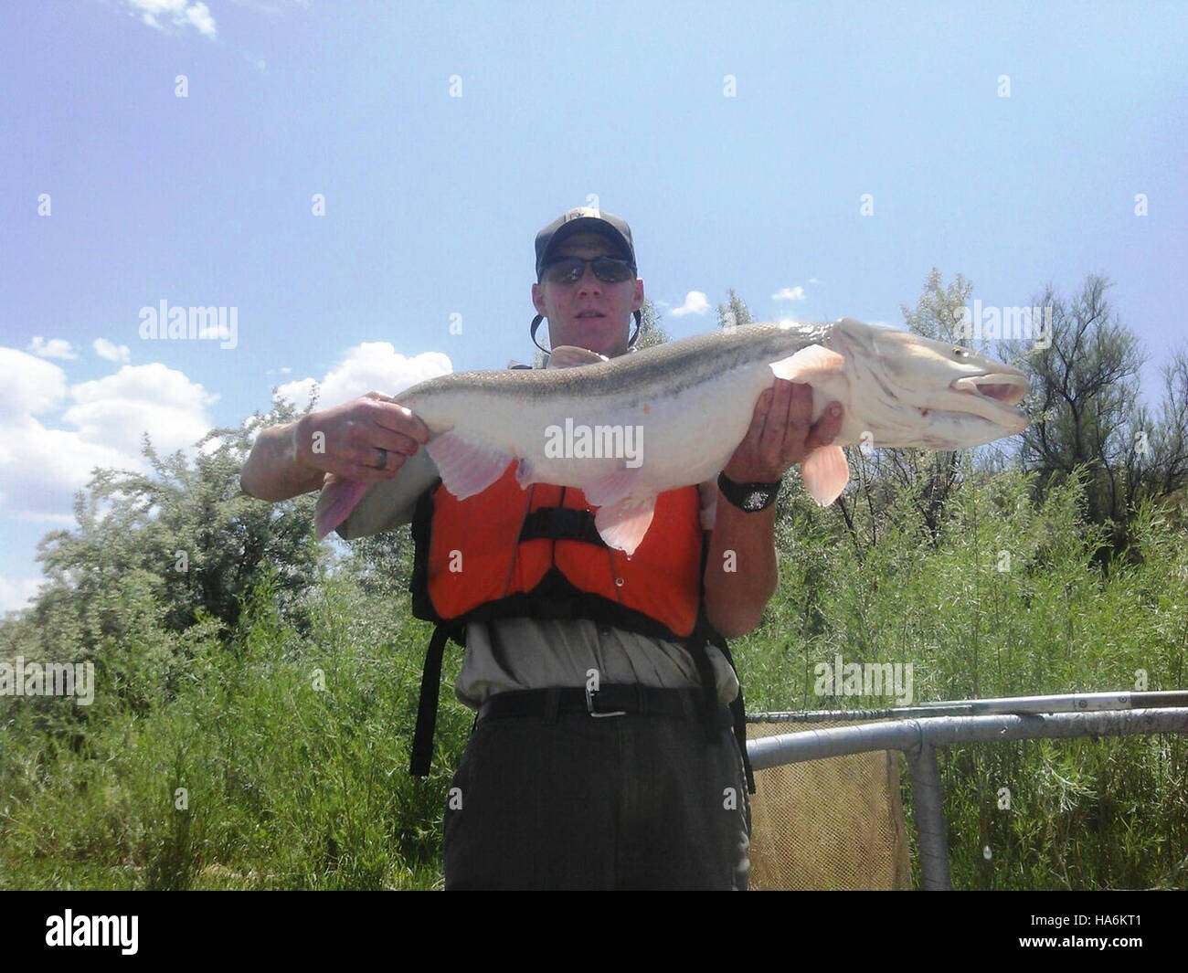 A large Colorado Pikeminnow was captured in the Colorado River during a ...