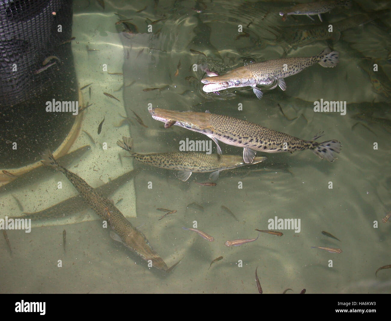 eddiesfisheriesfws 16944582812 Chomp ¡¡ Alligator Gar Catch Their Own ...