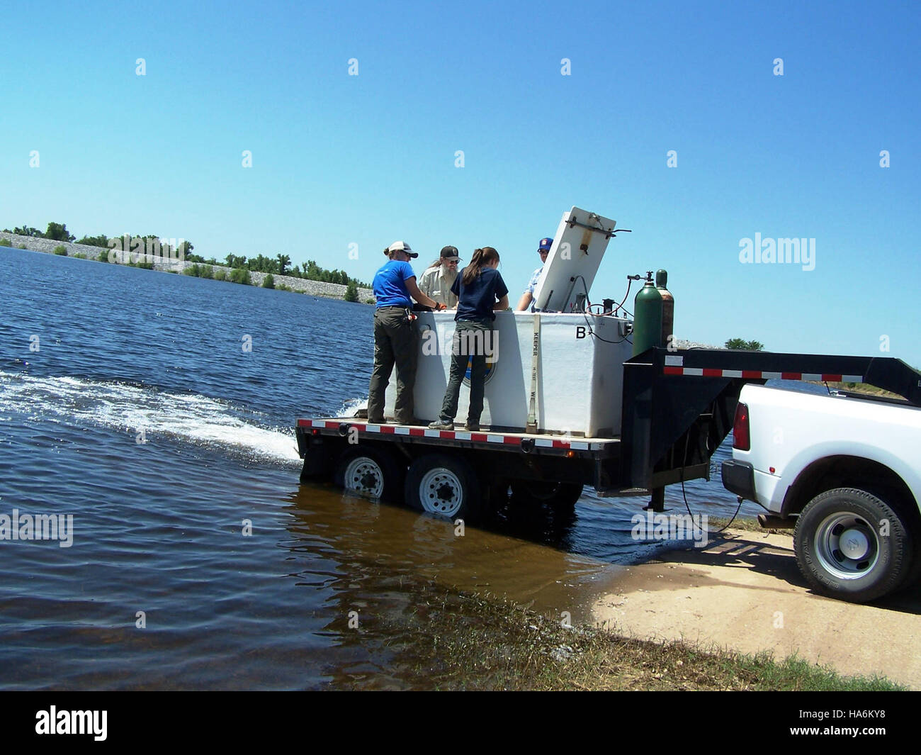 Hatchery staff and volunteers transfer channel catfish into a pond at ...