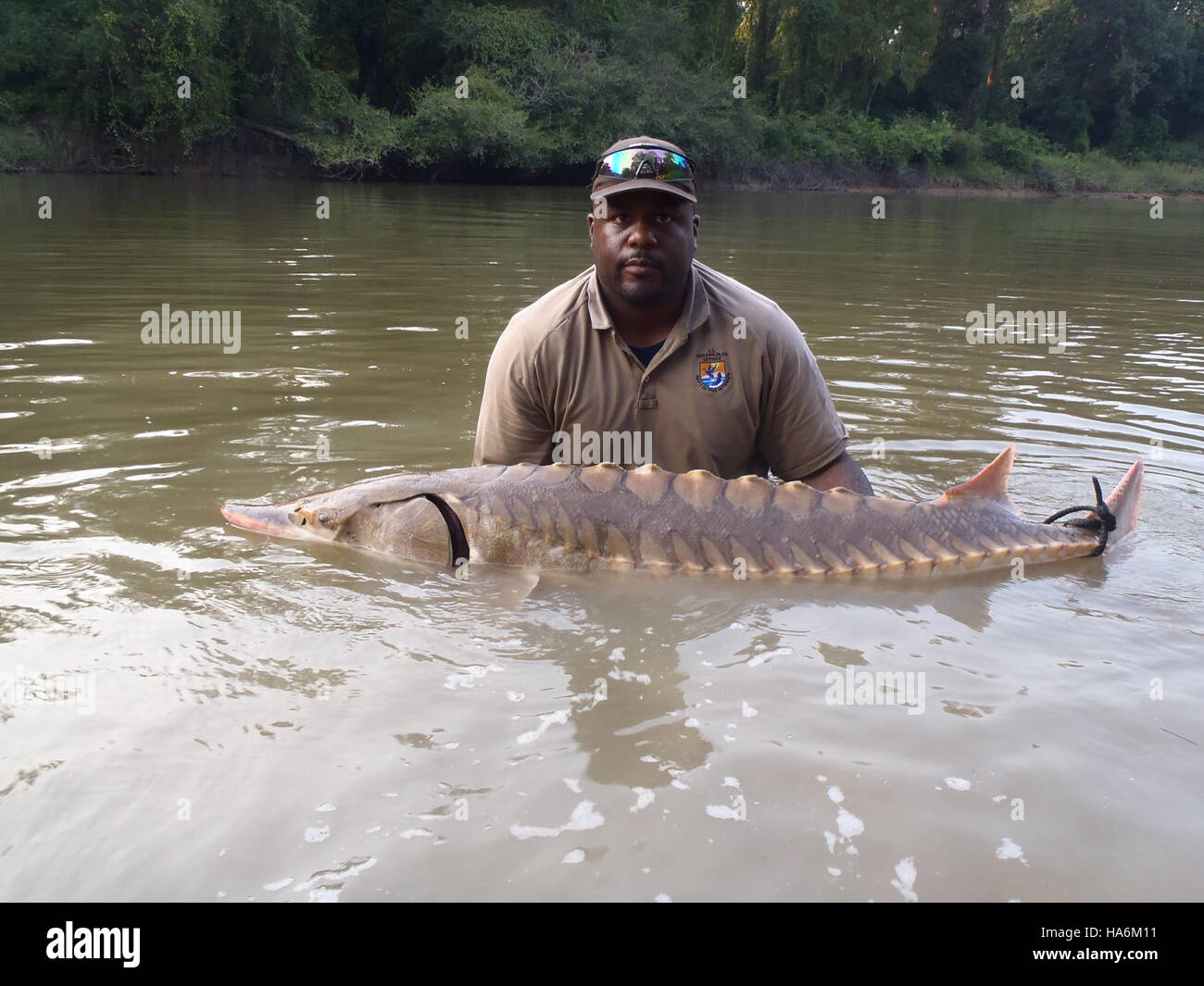 Gulf sturgeon hi-res stock photography and images - Alamy