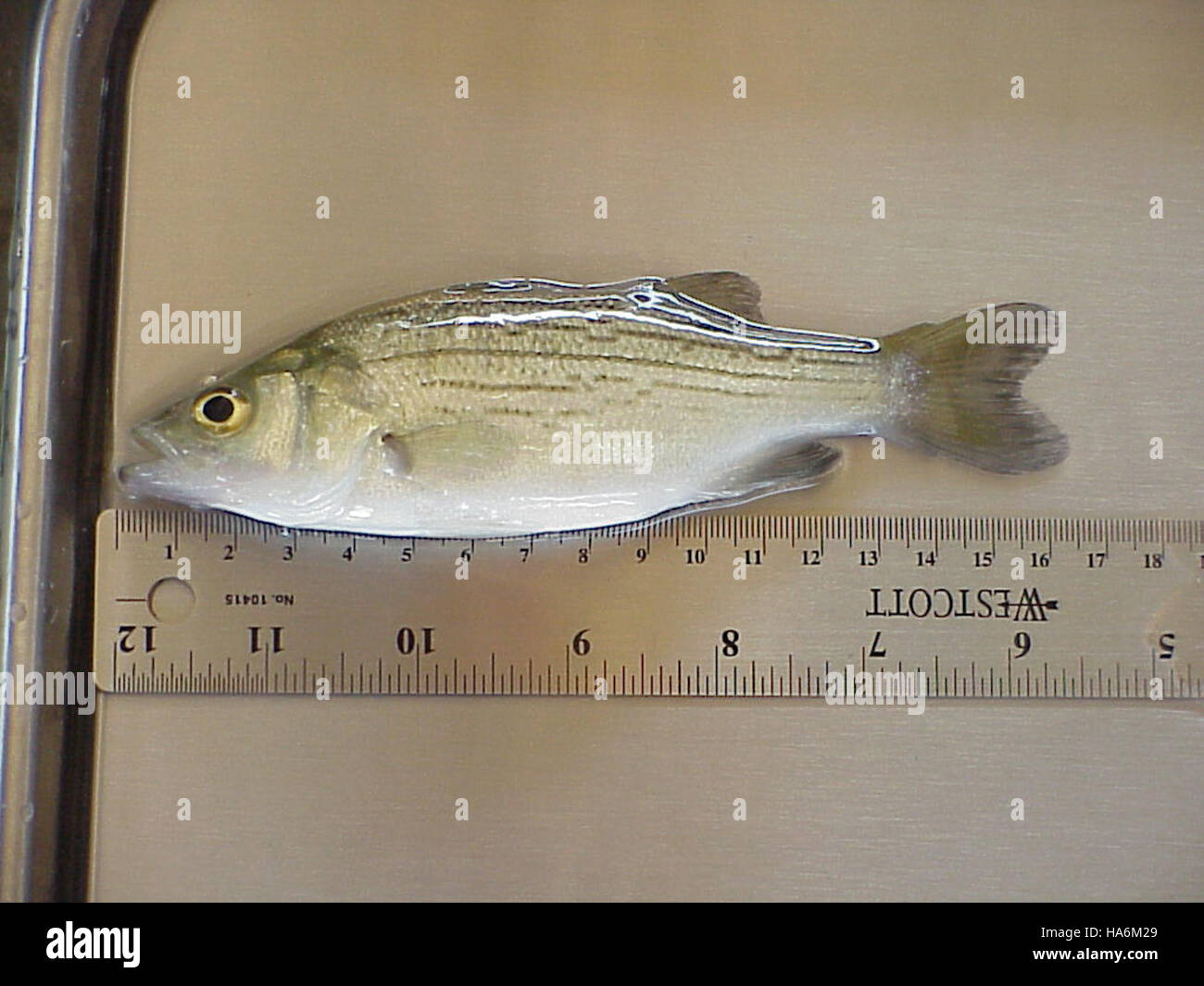 Hybrid bass hi-res stock photography and images - Alamy