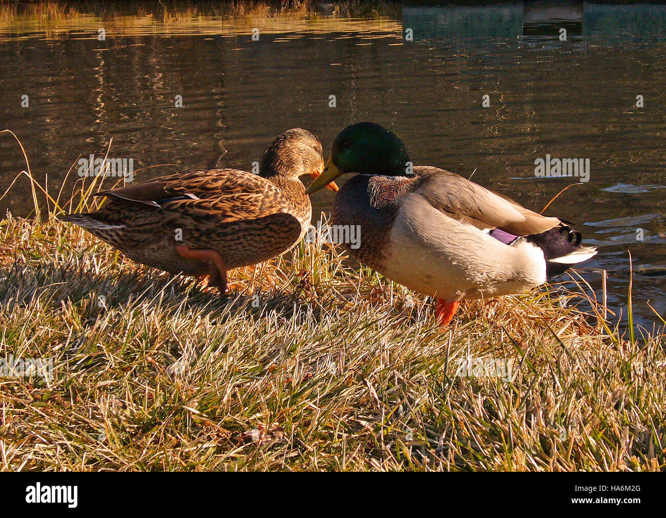 Ducks are seen at the Bozeman Fish Technology Center pond, showcasing ...