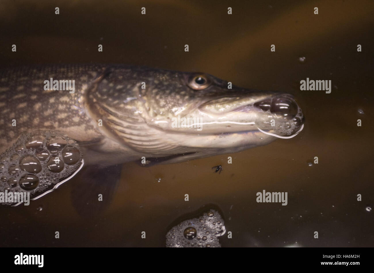 Researchers at Valentine State Fish Hatchery used Aqui-S 20E, a ...