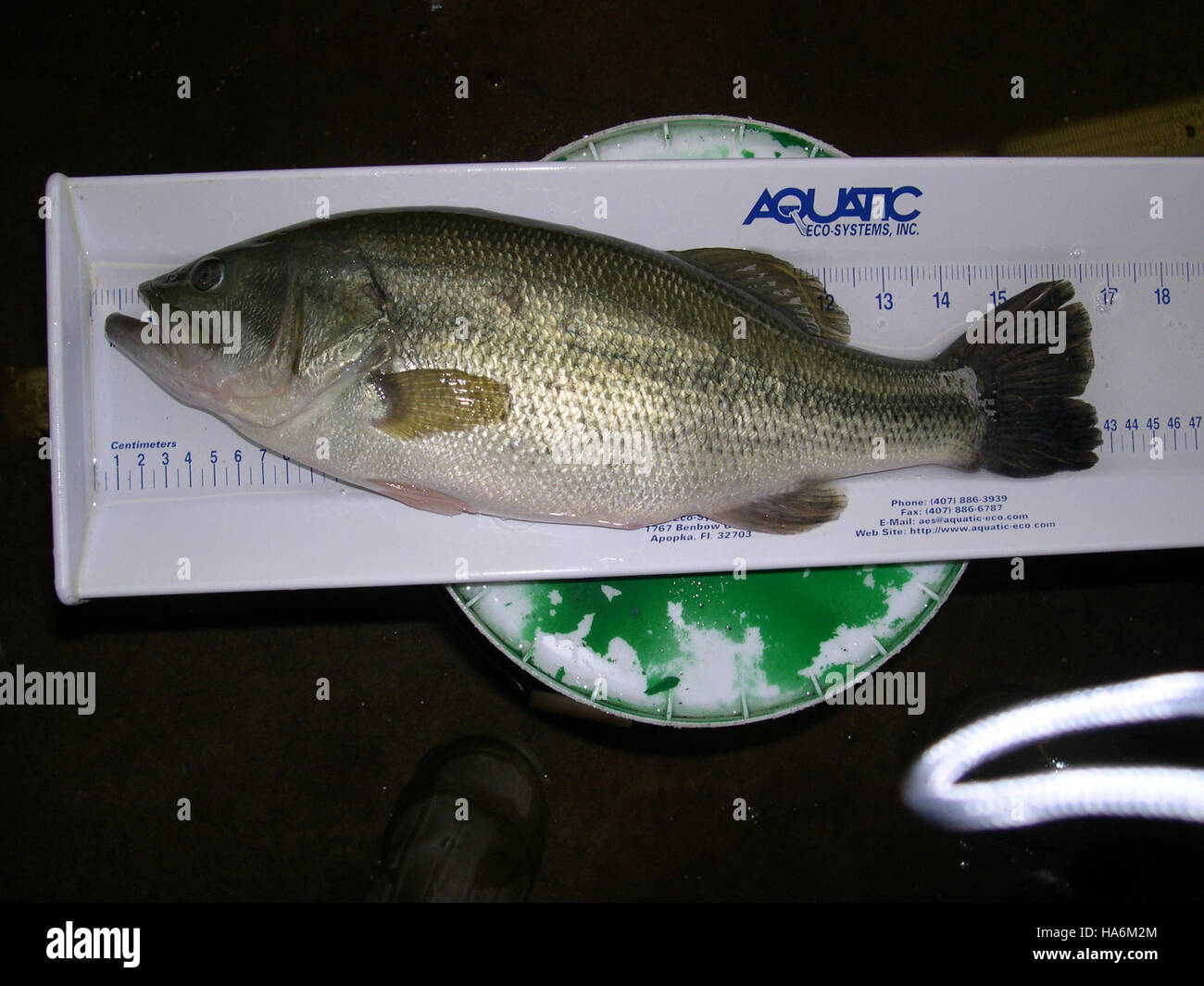 A largemouth bass is sedated for an investigational new animal drug ...