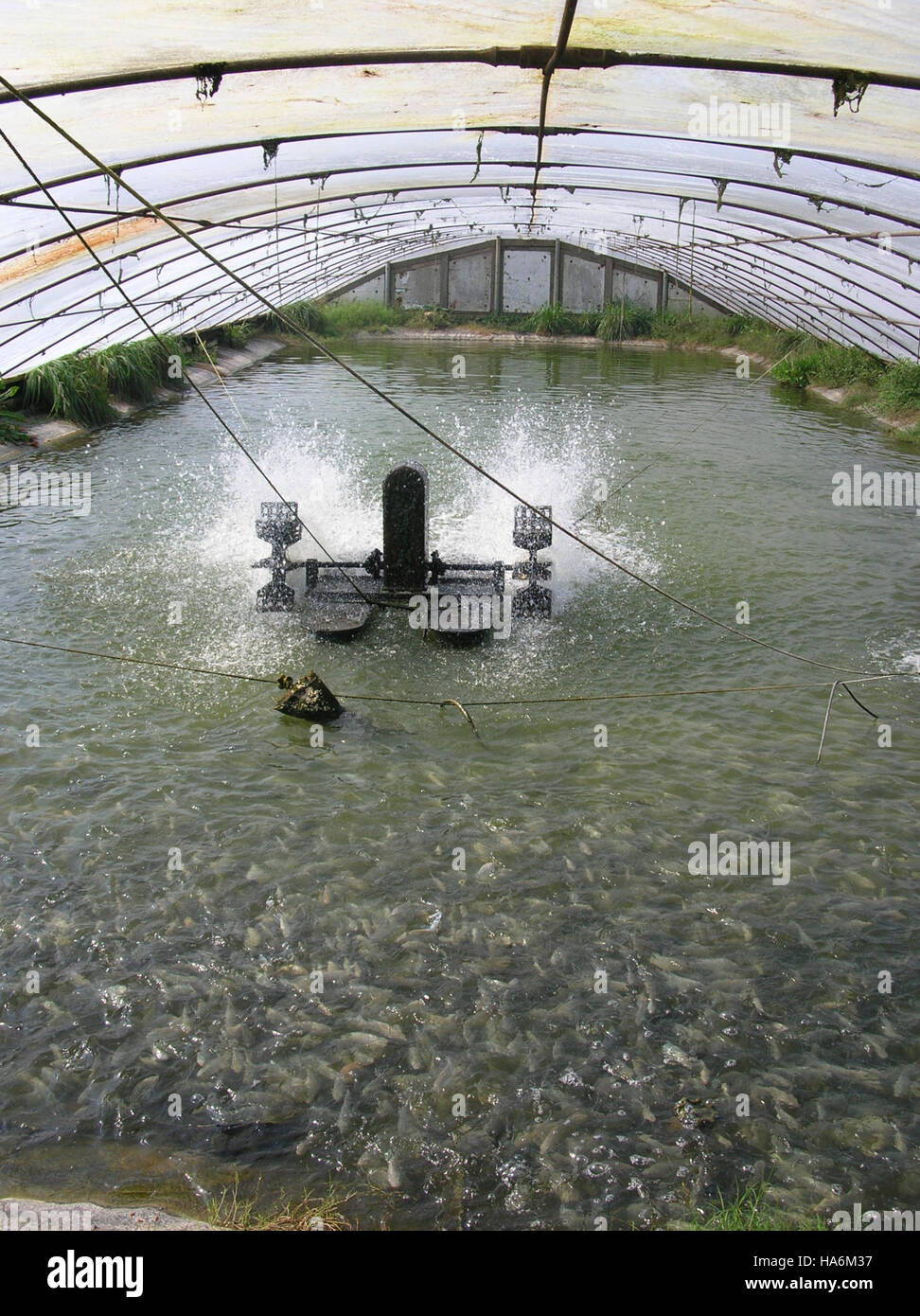 Tilapia are raised in commercial farms as part of sustainable ...