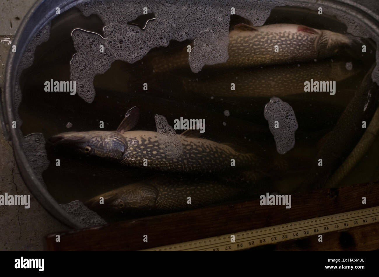 eddiesfisheriesfws 23289340639 Adult northern pike being sedated in an ...