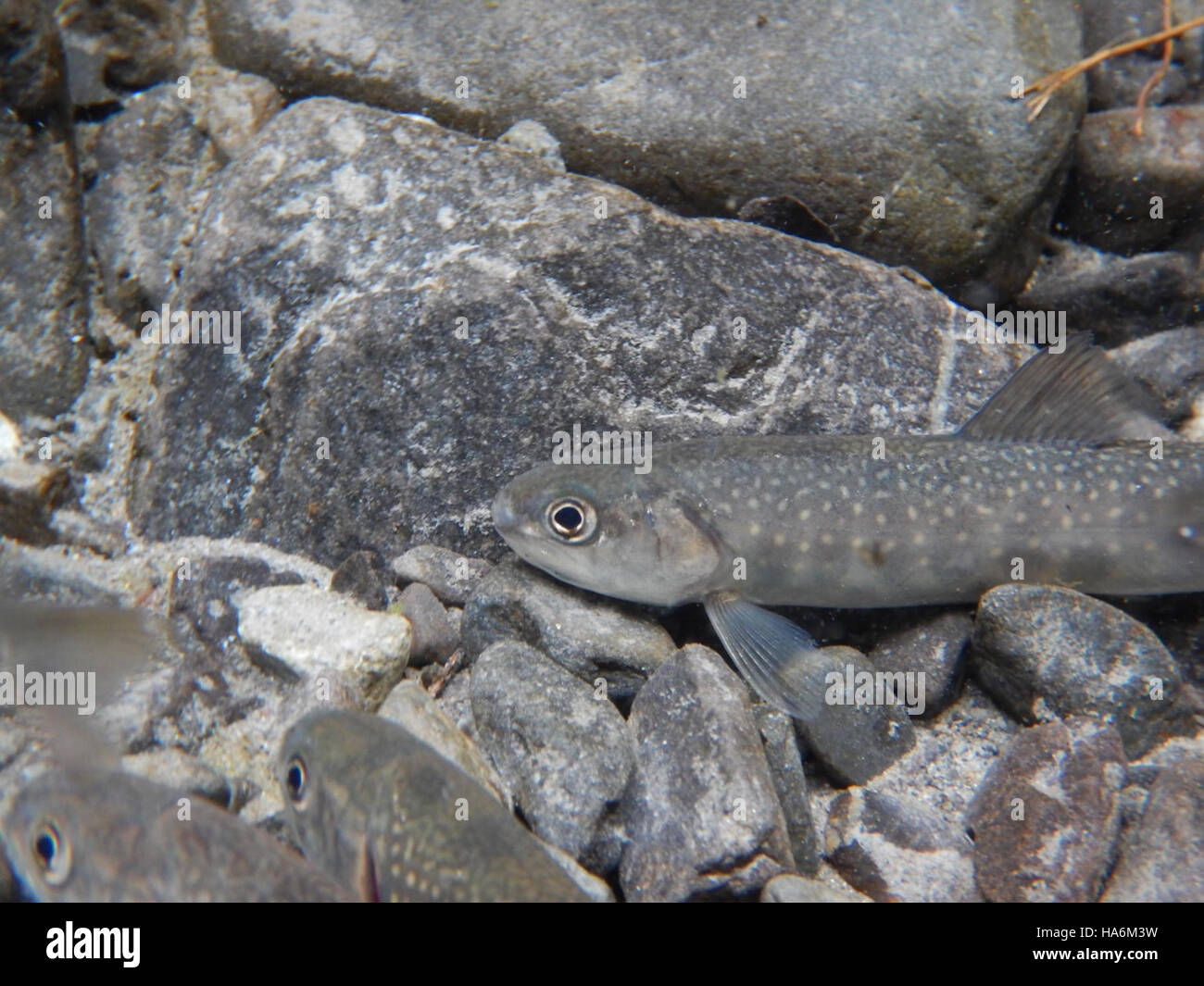 Aqui-S 20E was used to assist in the release of Dolly Varden fish in ...