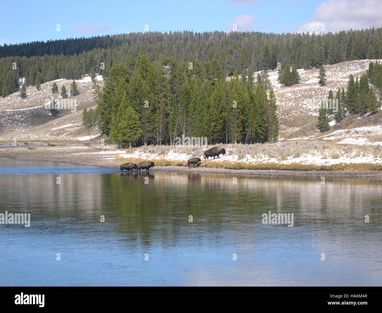 eddiesfisheriesfws 23630174346 Bison crossing river in Yellowstone Park ...