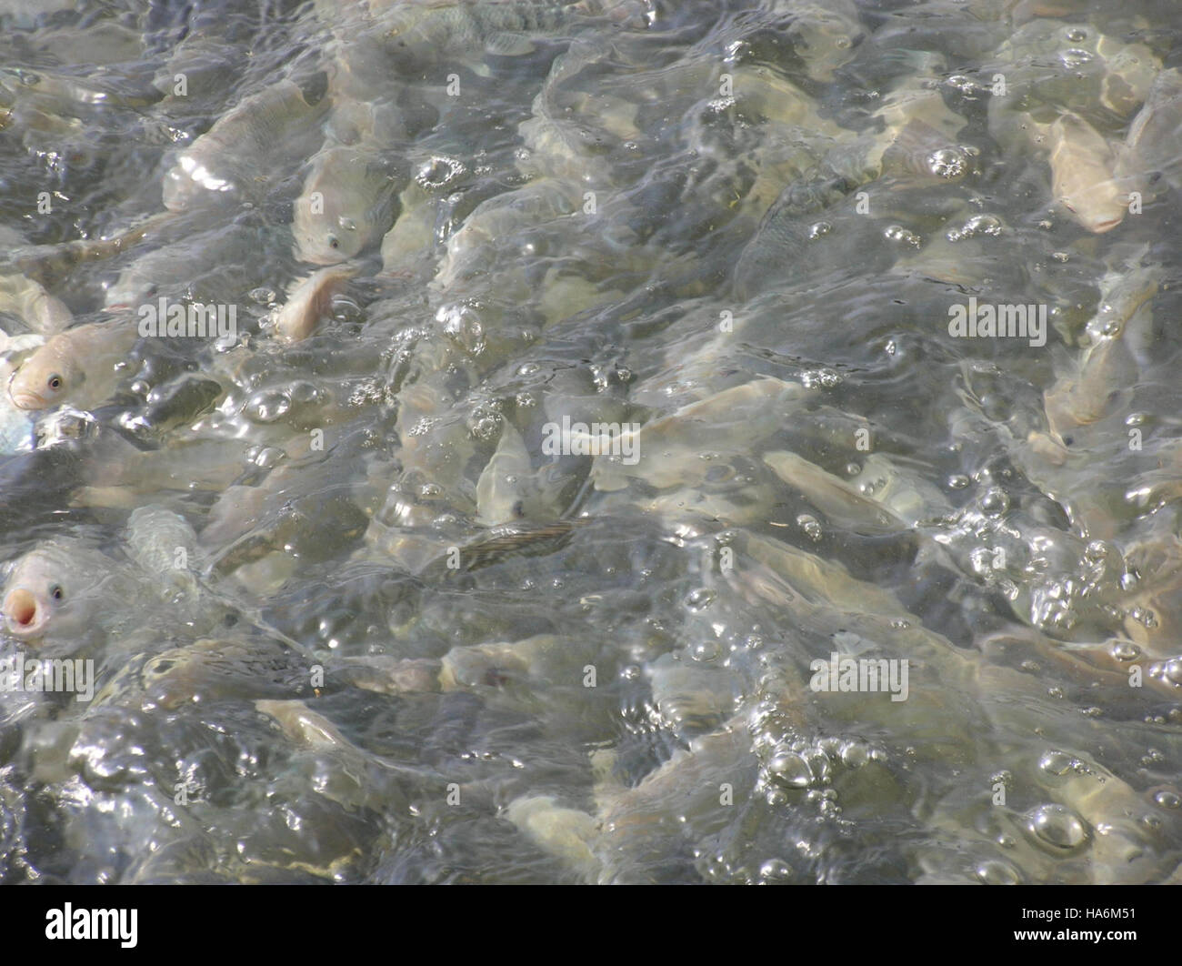 The U.S. Fish and Wildlife Service monitors tilapia farming to ensure ...