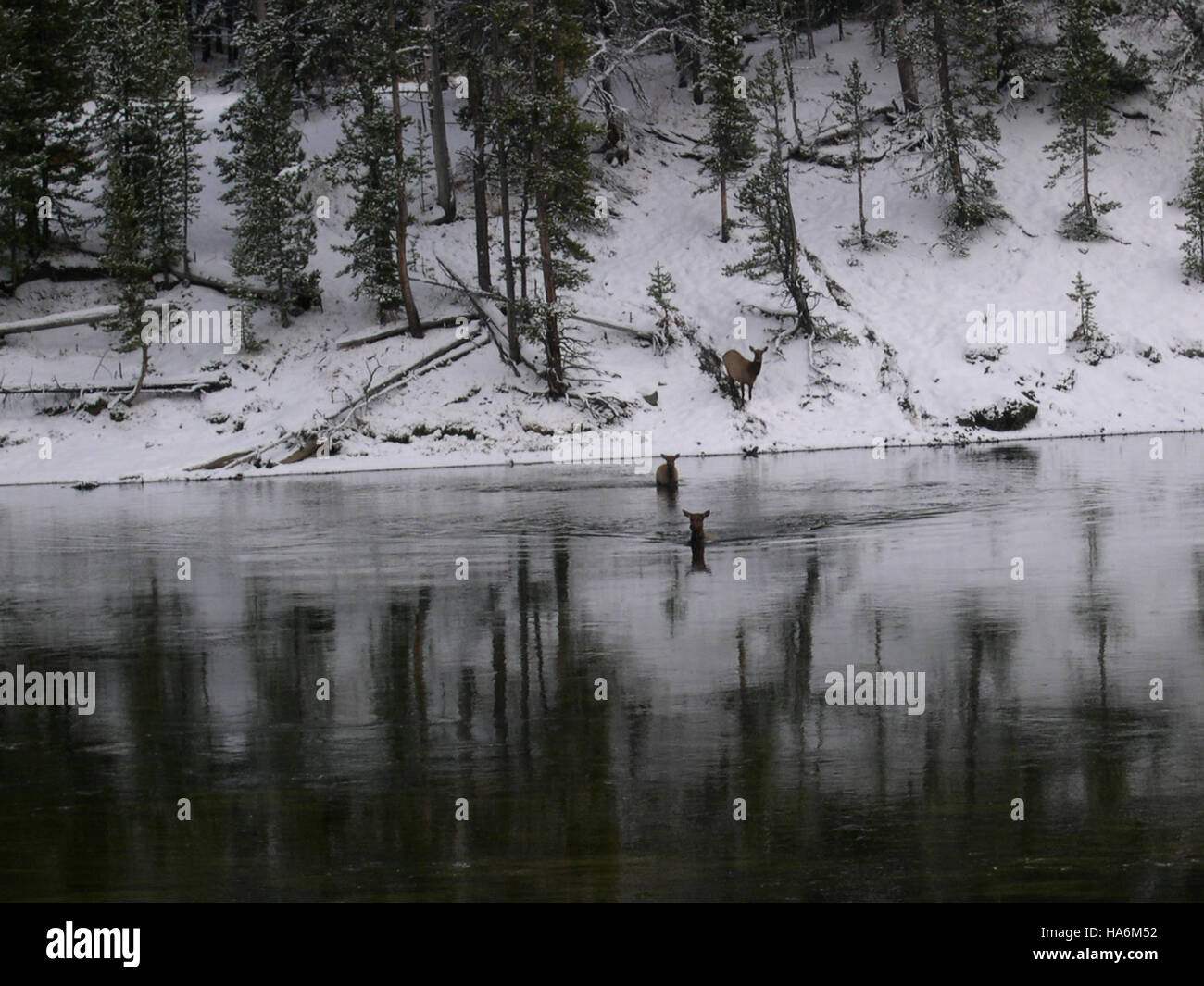 eddiesfisheriesfws 23630268396 Elk crossing river in Yellowstone Park ...