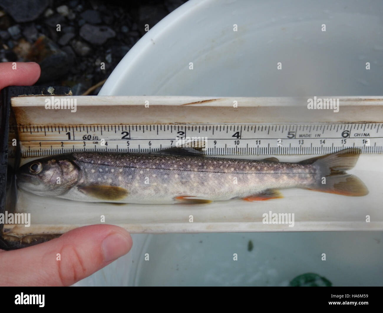 This photo shows work being done on Dolly Varden fish, with Aqui-S 20E ...