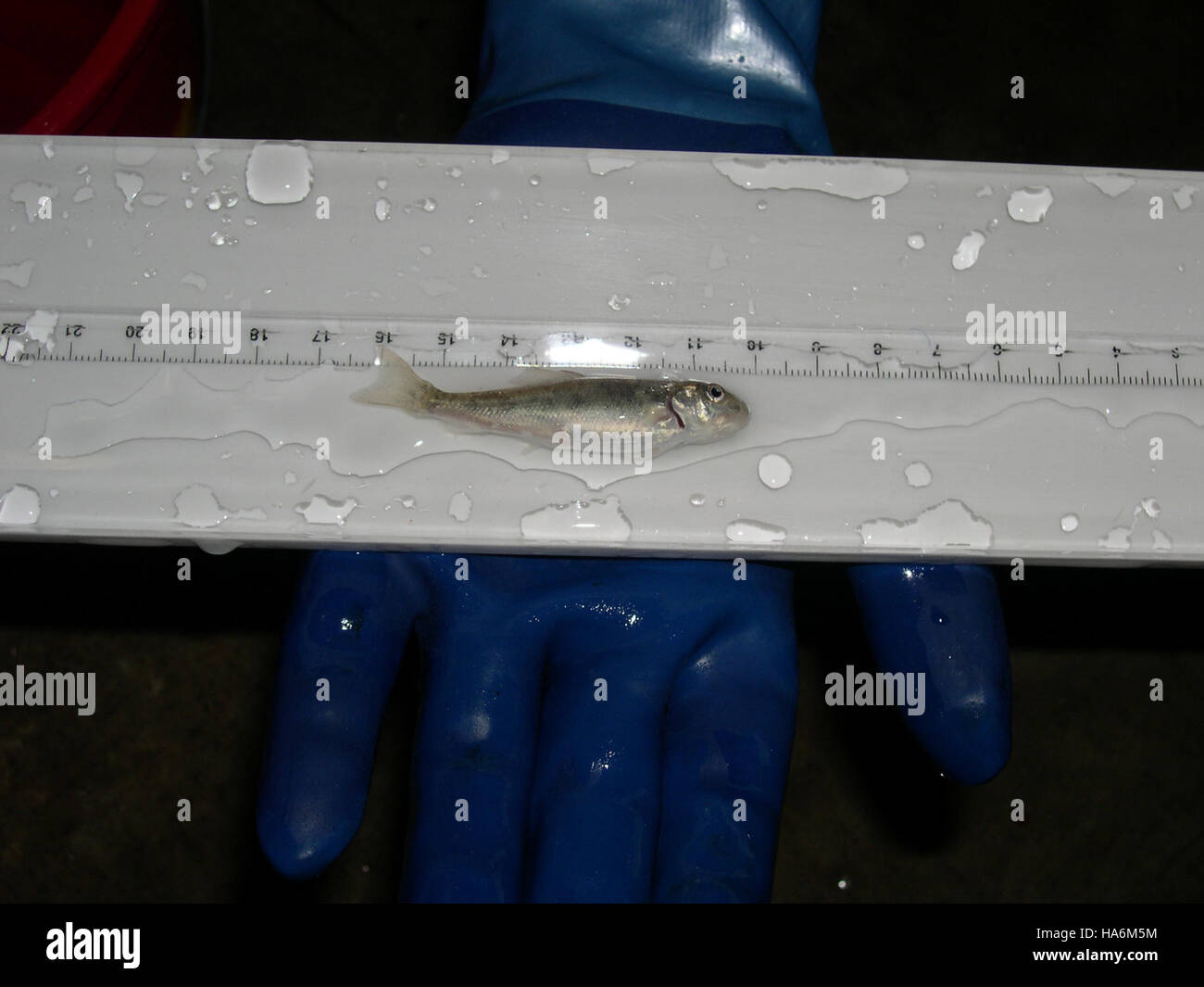 eddiesfisheriesfws 23656339625 June Sucker sedated for INAD study ...