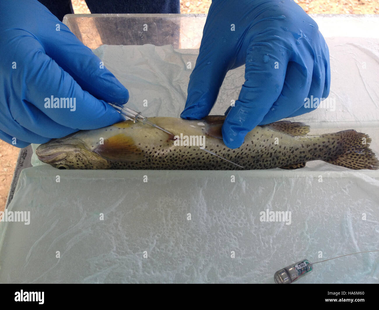 A surgery procedure using the shielded needle technique to implant a ...