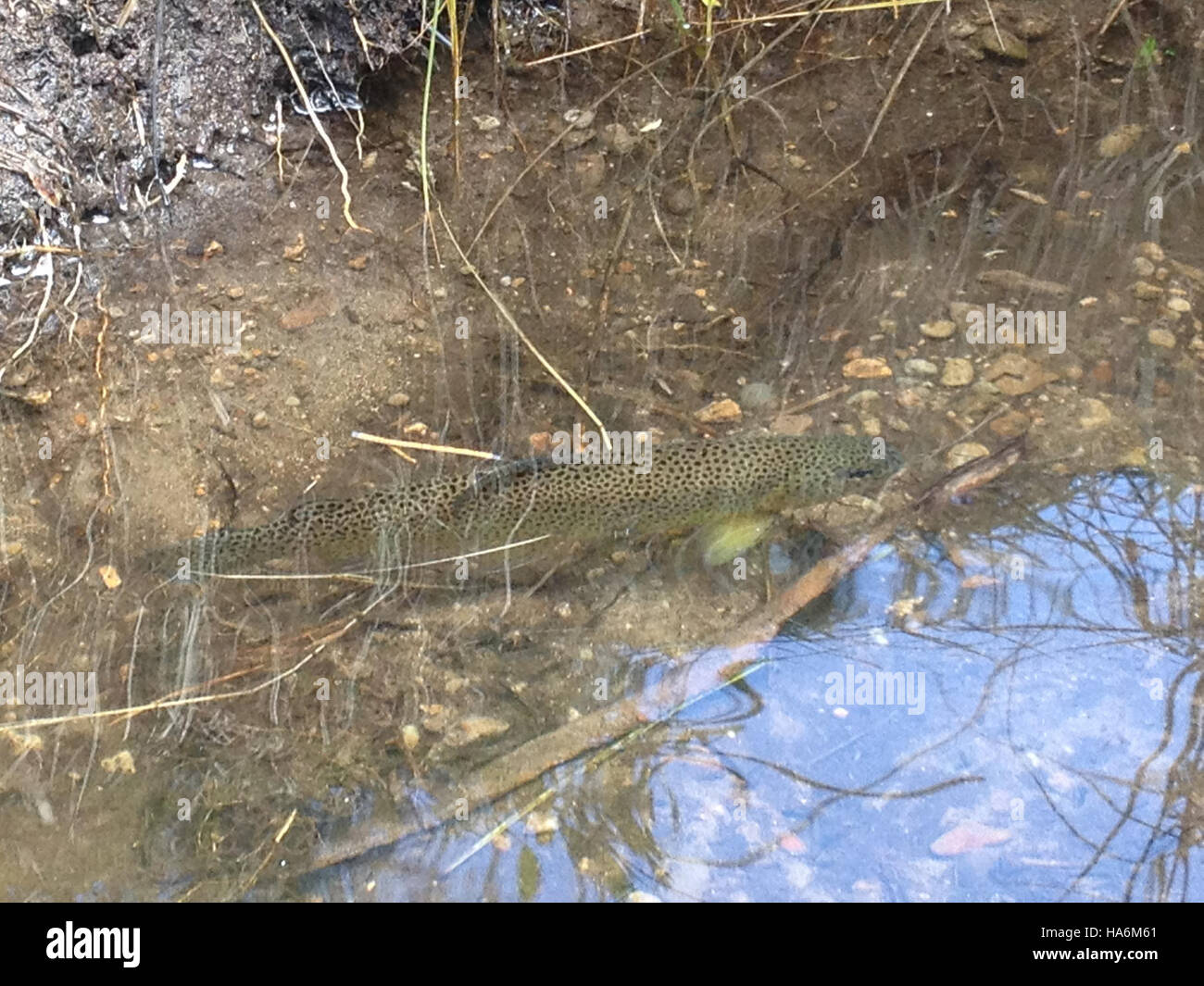 Apache trout hi-res stock photography and images - Alamy