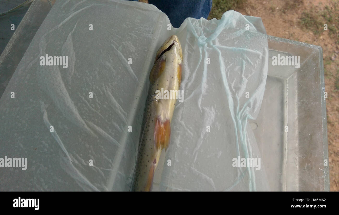 An Apache trout, after undergoing surgery to implant a radio ...