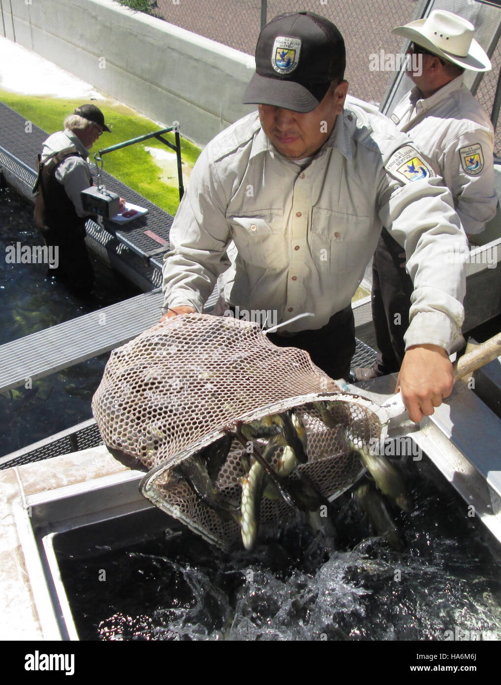 The Apache Trout, a native species of the southwestern United States ...