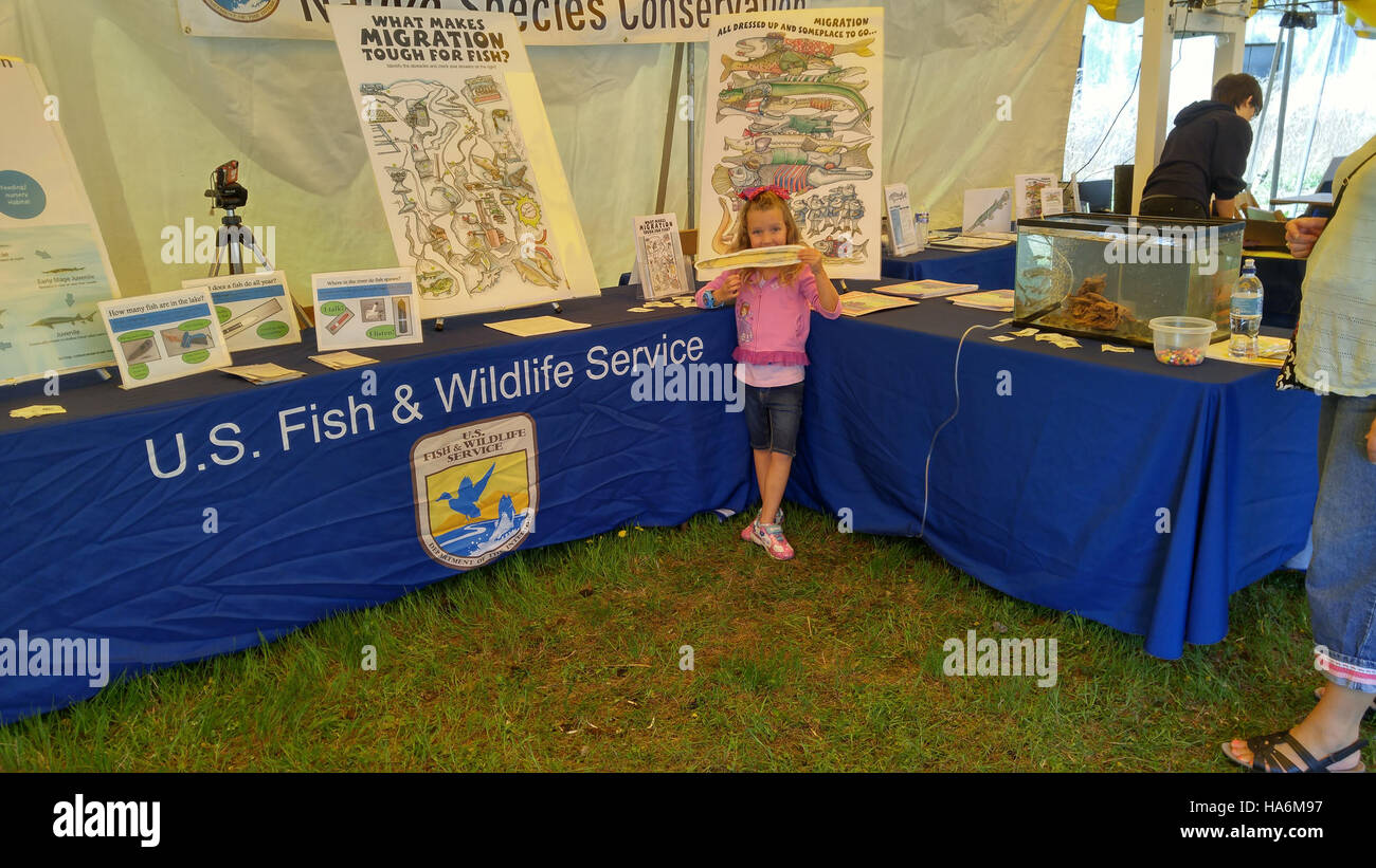 American eel migration, a vital natural phenomenon, observed and ...