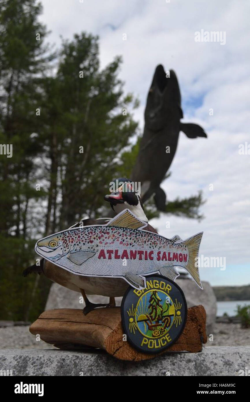 Atlantic salmon are a key migratory fish species in Bangor, Maine ...