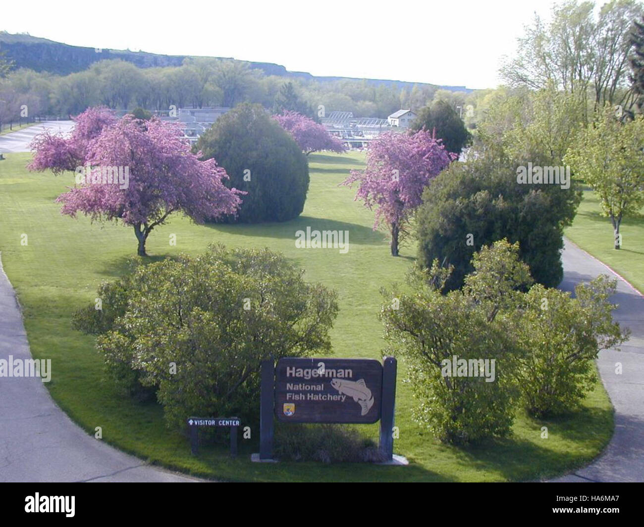The Hagerman Hatchery plays a key role in supporting fish populations ...
