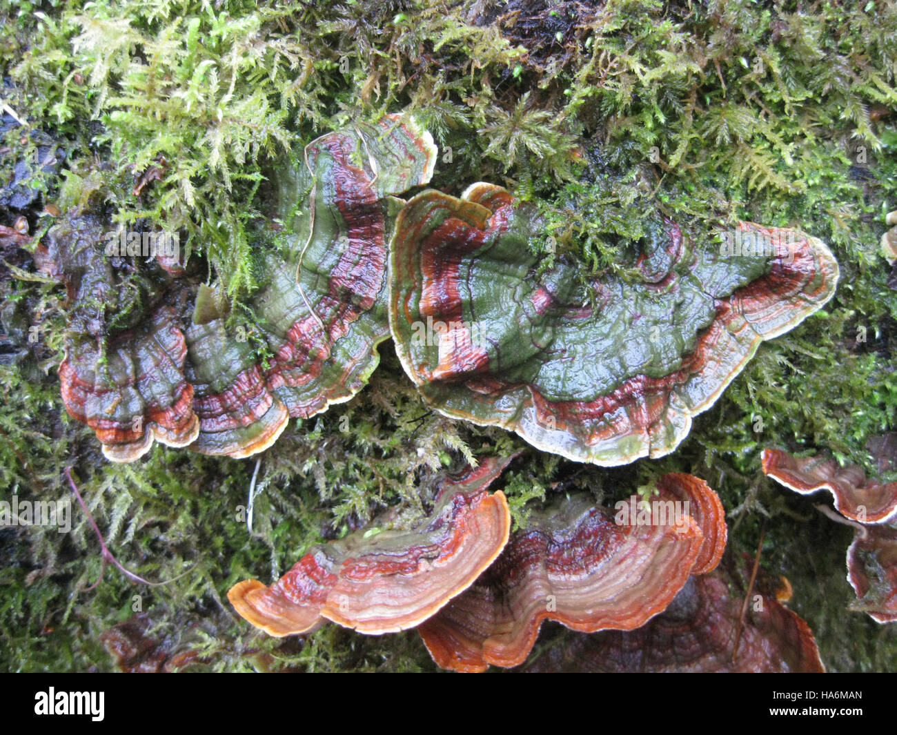 Shelf fungus is found in national parks, playing an essential role in ...