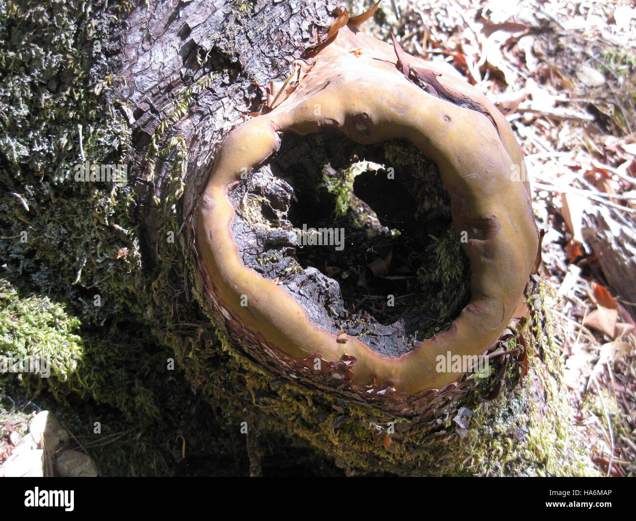 The Madrone Tree, native to the western United States, is a significant ...