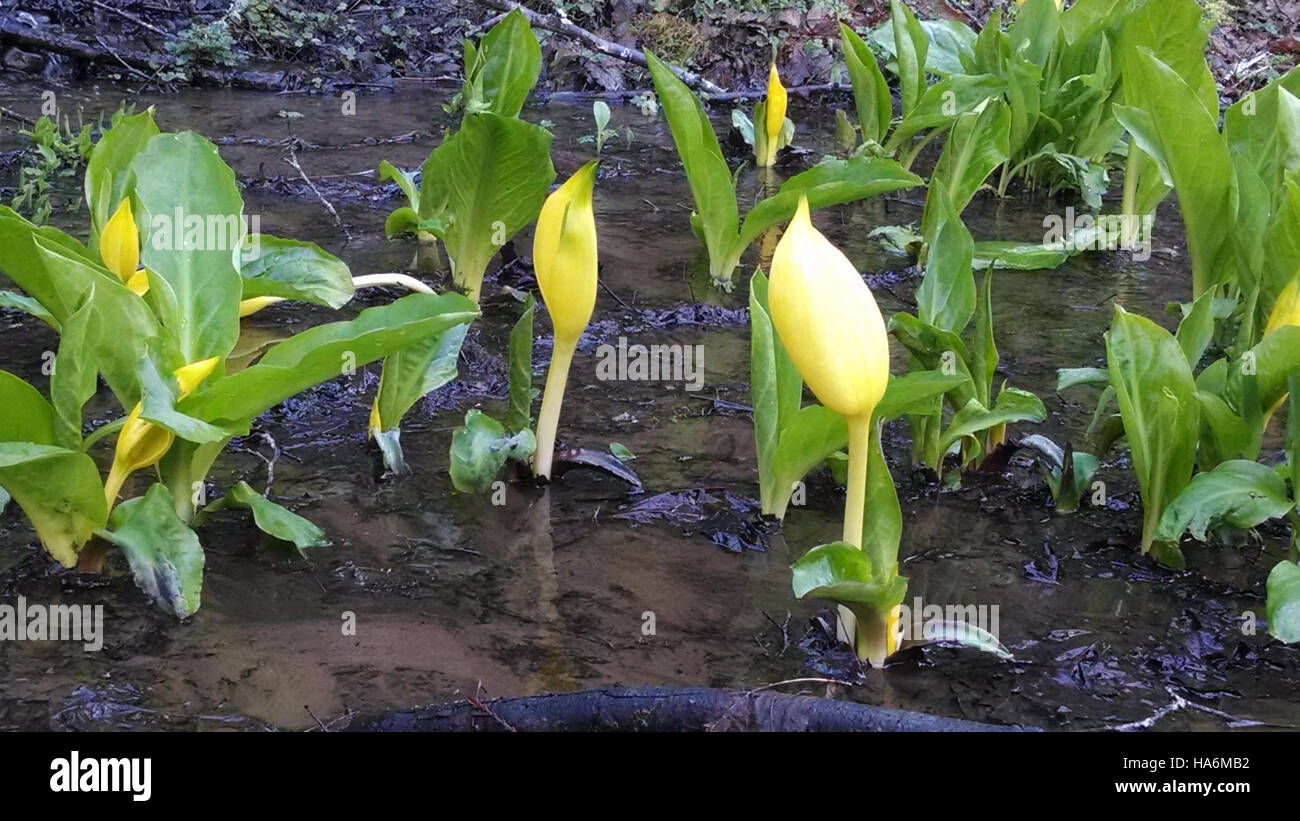 Skunk lilies hi-res stock photography and images - Alamy