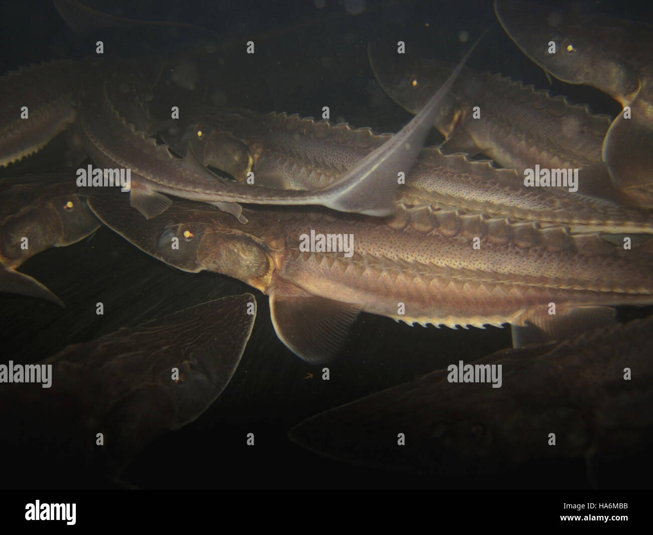 Garrison dam hi-res stock photography and images - Alamy