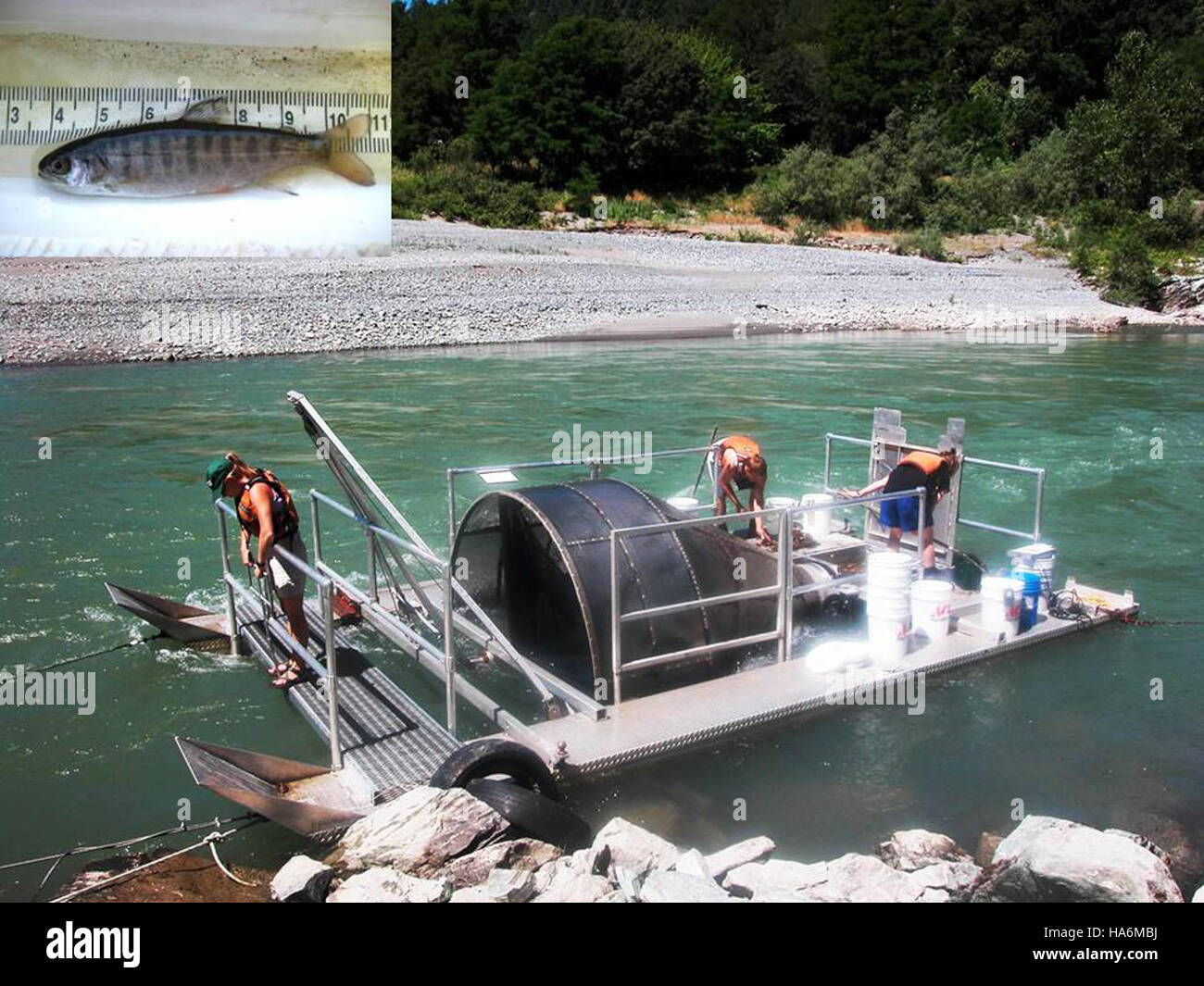 Field crews work on the Trinity River in California to sample juvenile ...