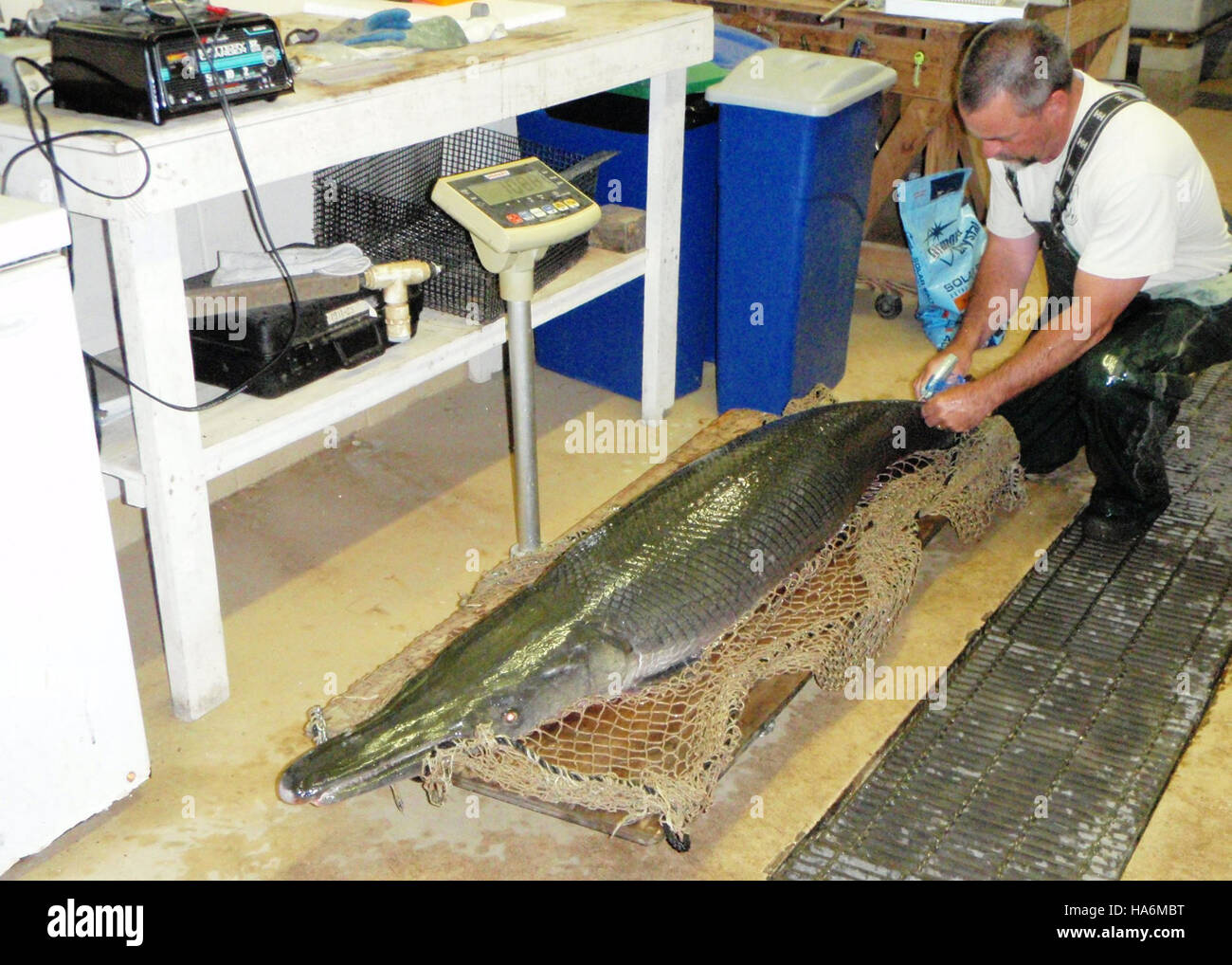 Hatchery Manager Richard Campbell is shown working with alligator gar ...