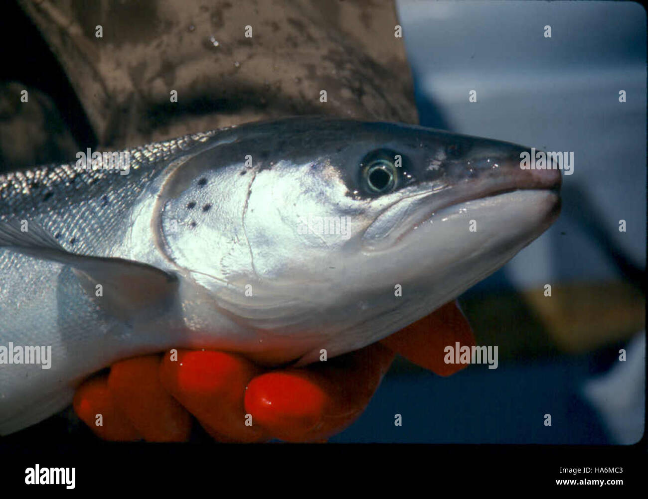 A female Atlantic salmon, depicted as part of ongoing conservation ...