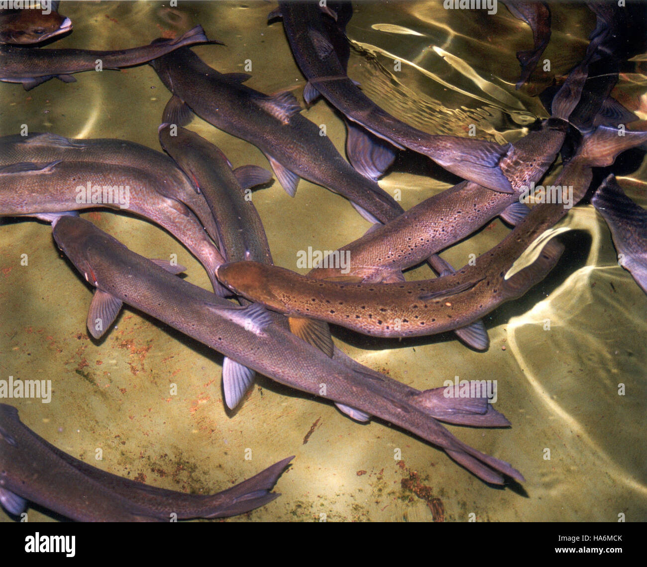 The Penobscot River's sea-run Atlantic salmon are featured in efforts ...