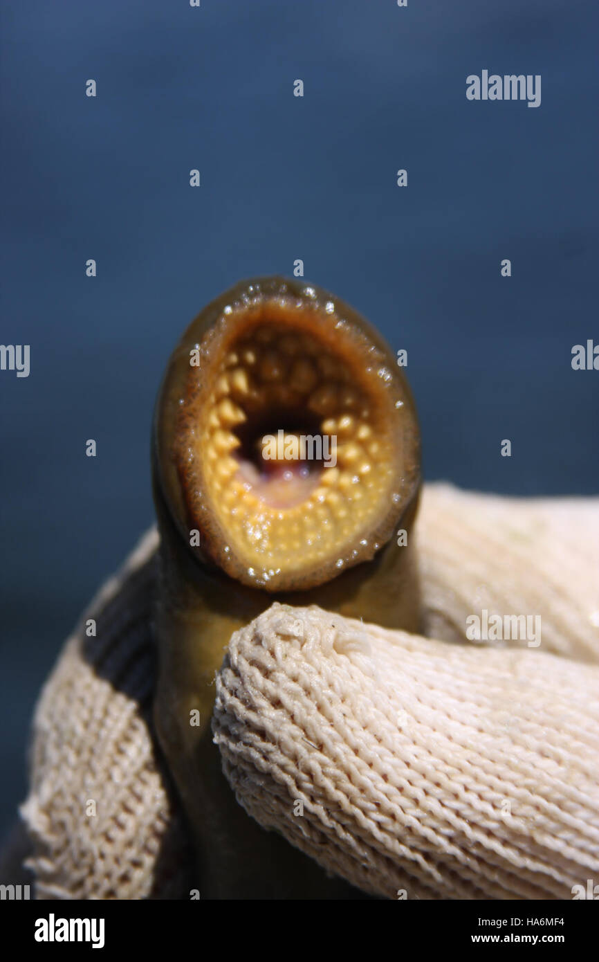 Lamprey mouth hi-res stock photography and images - Alamy