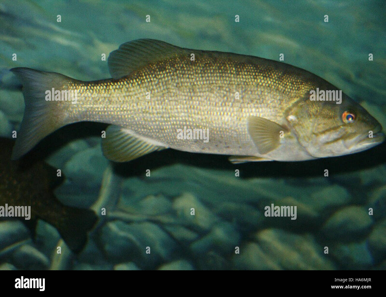A photograph of a Smallmouth Bass, an important species in freshwater ...