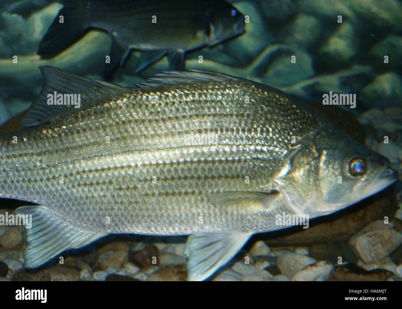 The White Bass (Morone chrysops) is studied in U.S. national parks as ...